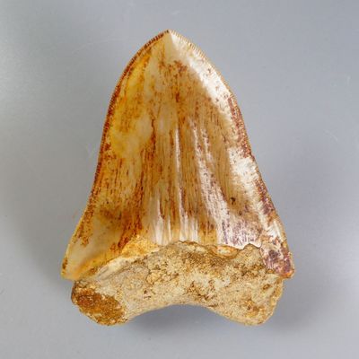 Fossil collection. Large tooth of Megalodon. Carcharodon ... - 85099487 ...