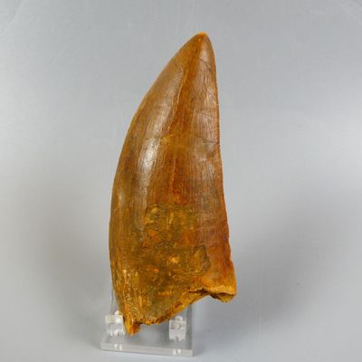 Collector's fossils. Giant tooth of Tyrannosaurus Carchar... - 85099492 ...