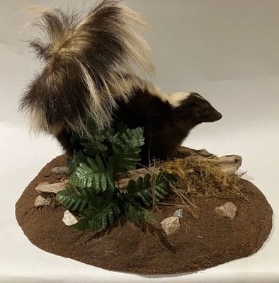 Moufette rayée (Mephitis mephitis) (CH) : Spécimen natur... - 84755502 ...