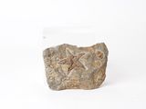 FOSSIL. Rare fossil starfish (Petraster). 450 million yea... - 85099555 ...