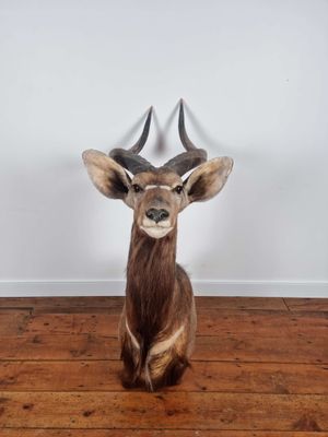 Petit koudou (Tragelaphus imberbis). Tête en cape natural... - 70952782 ...