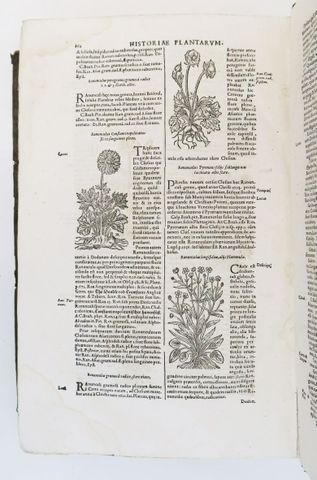 BAUHIN (Jean). Historiae plantarum - auctions & price archive