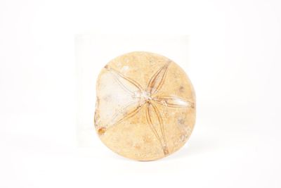 FOSSILE. Large flat sea urchin Pygurus. 145 to 200 millio... - 85099559 ...